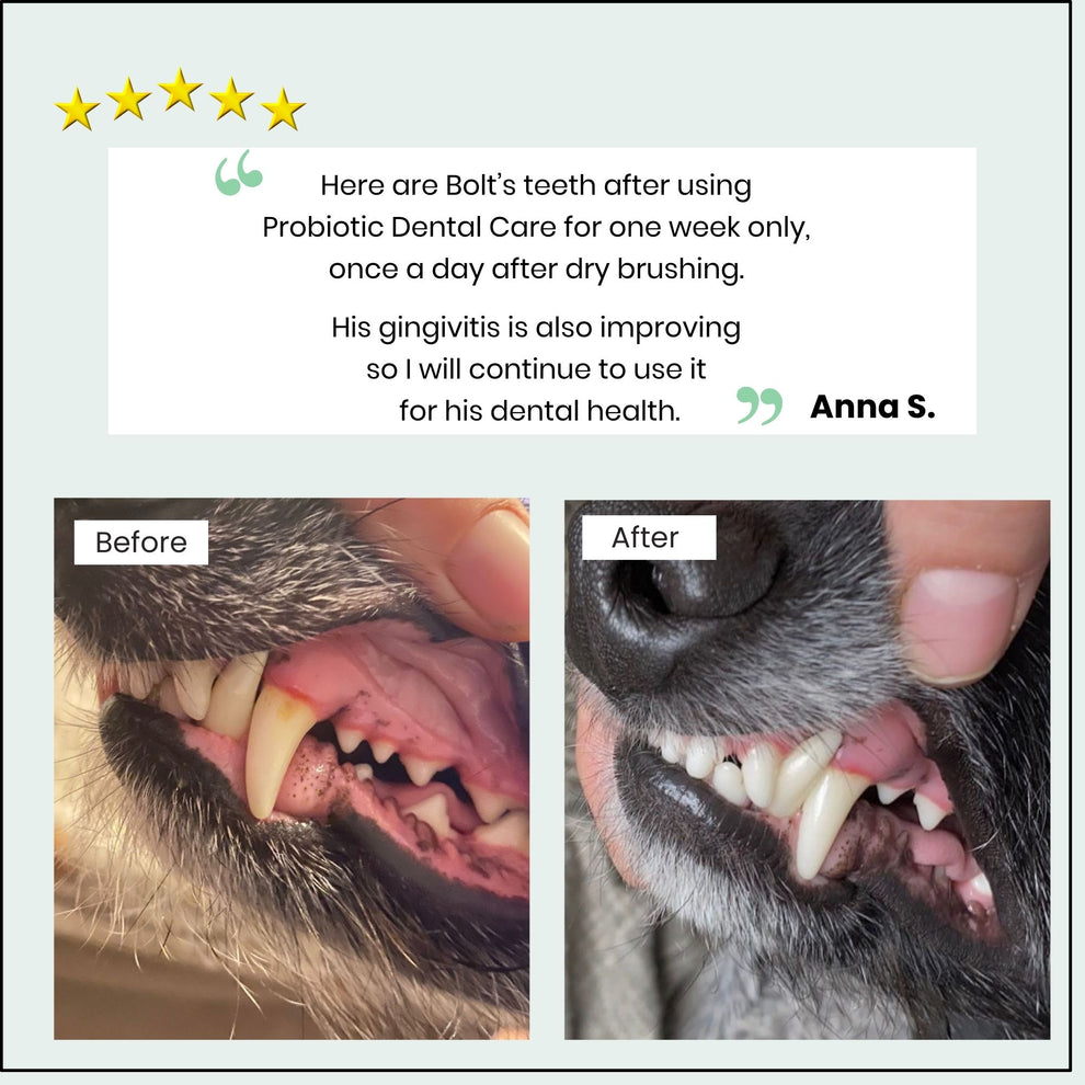 Dog & Cat Dental Care Spray | Natural Plaque Control | LUCAA+ ...